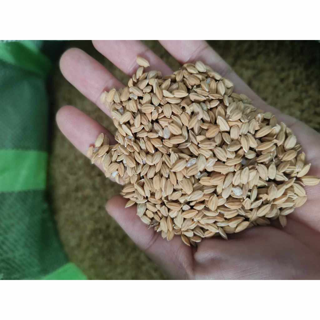 Hạt thóc (lúa Nhật) dùng làm thức ăn cho các dòng chim như bồ câu, cu ...