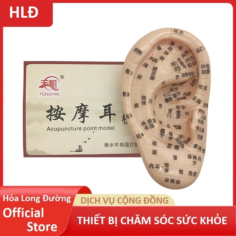 Mô hình loa tai, Mô hình tai người, mô hình huyệt tai | Shopee Việt Nam