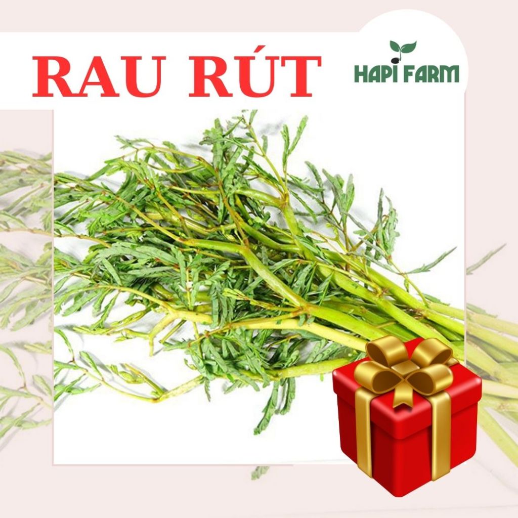 Hạt Giống Rau Rút Thái Khô ( rau nhút, rau dút) gói 1gr TR56 | Shopee ...