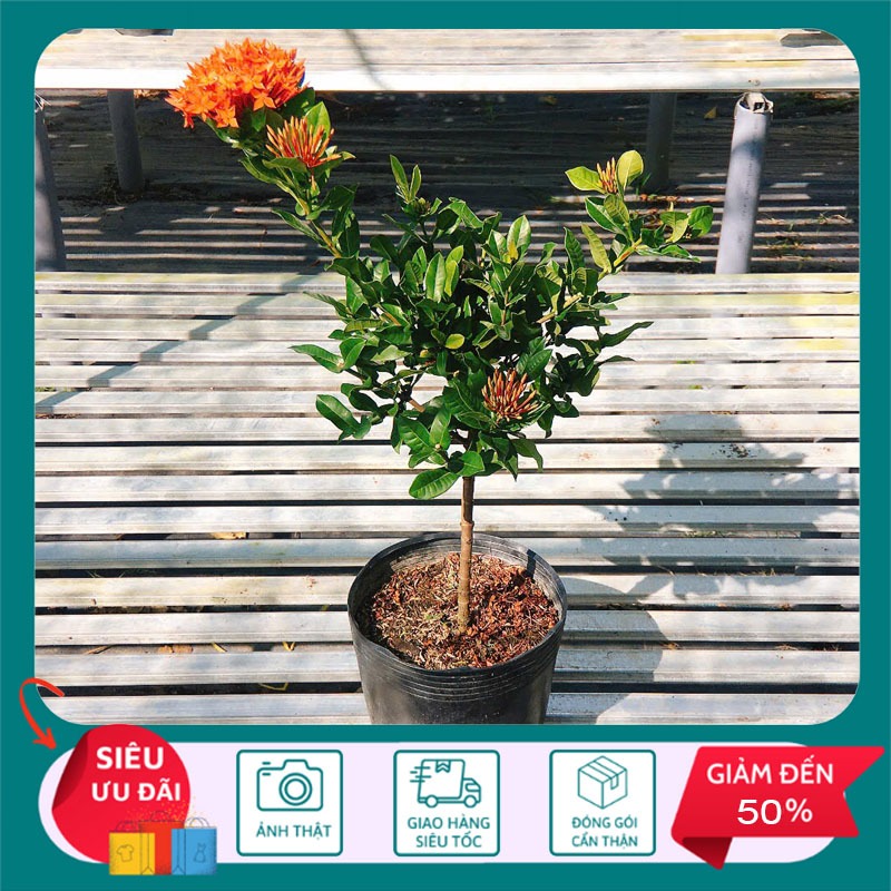 Cây Trang Đỏ 1 Cốt (Mẫu Đơn) - Cây cảnh trang trí - STCX86 | Shopee ...