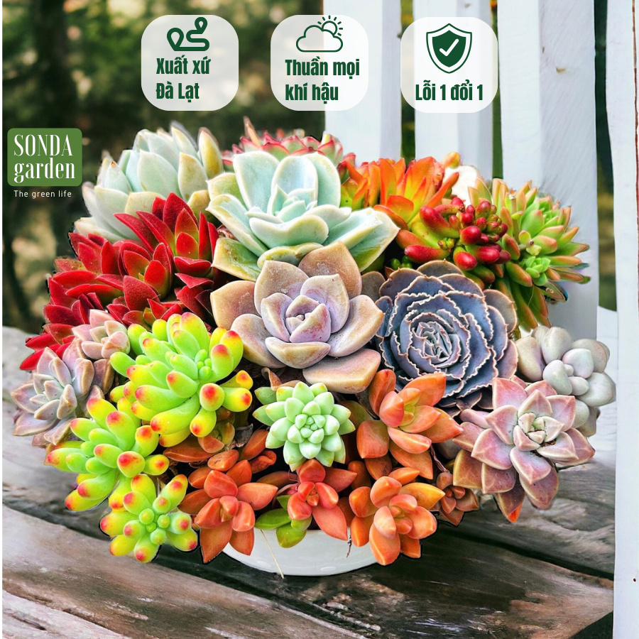Sen đá set mix quà tặng SONDA GARDEN đường kính 20-25cm, cây cảnh trang ...