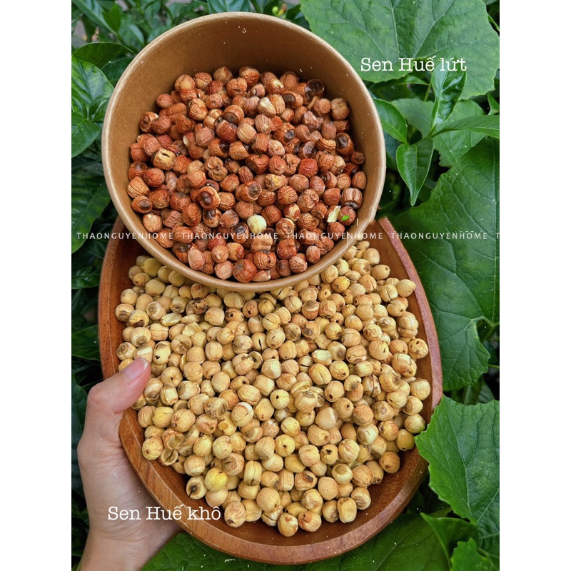 Sen Huế chính tông (vụ tháng 5 tới tháng 9) | Shopee Việt Nam