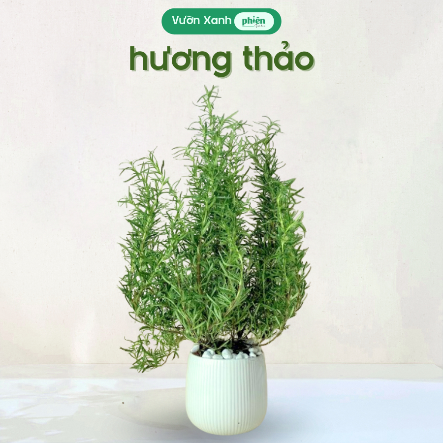 Cây Hương Thảo Cực Thơm, Cây Rosemary Để Bàn Trồng Trang Trí, Lọc Khí ...