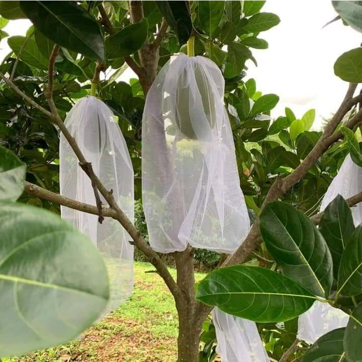 [Túi 50*70cm] 100 CÁI TÚI LƯỚI MÙNG BỌC MÍT THÁI LOẠI LƯỚI MÙNG TỐT 50 ...