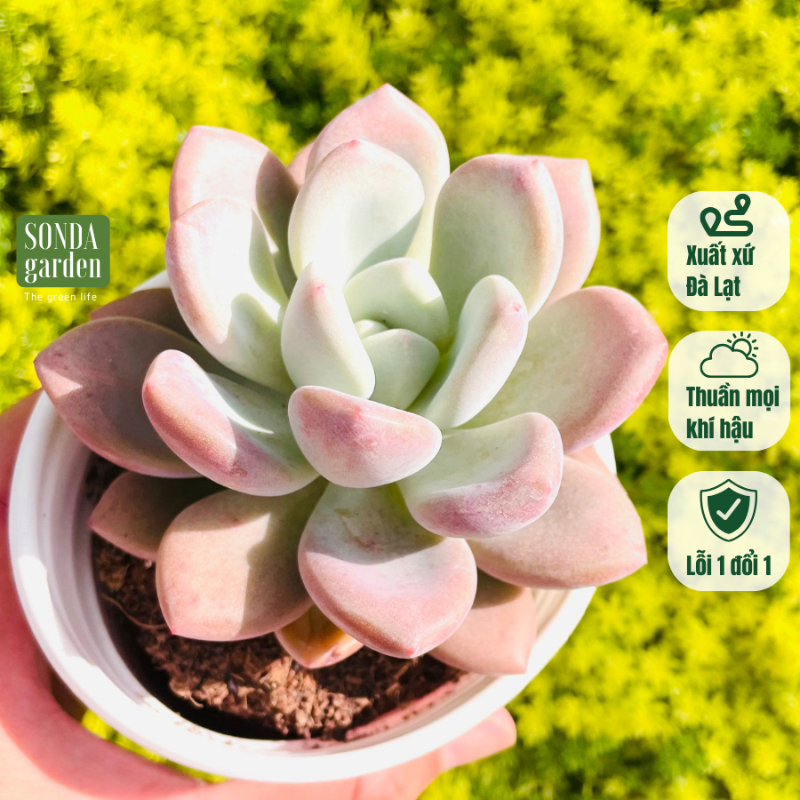 Sen đá sỏi hồng lá dài SONDA GARDEN size trung bình 10-12cm, cây cảnh ...