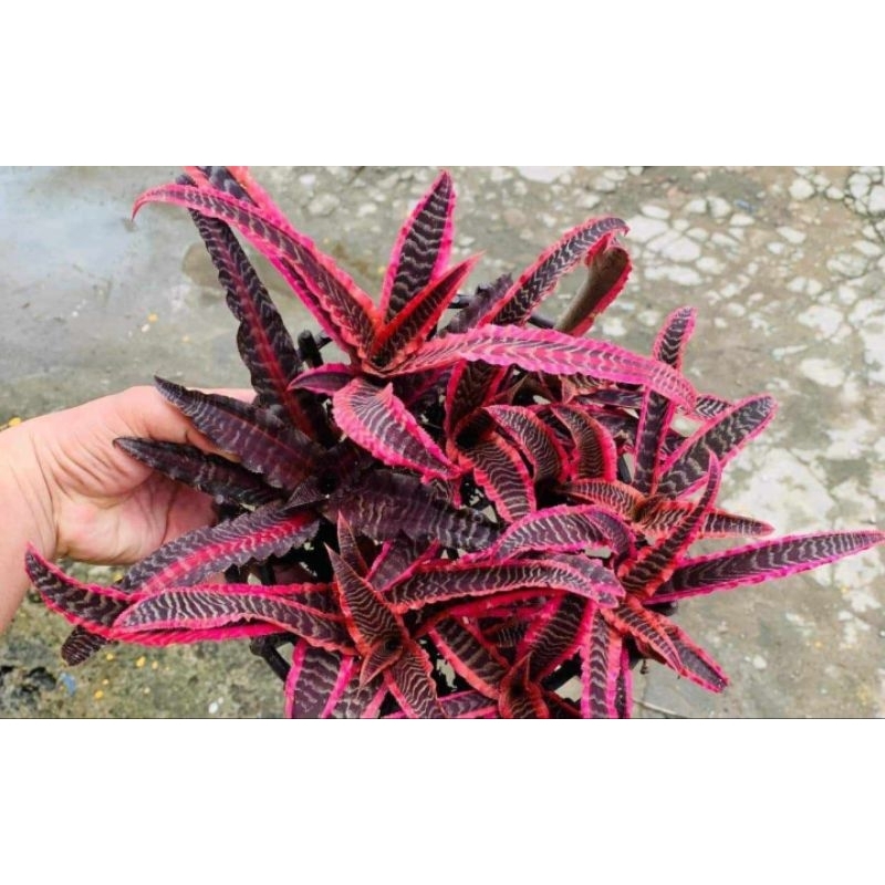 Cây Dứa Hồng Phụng | Cây Trang Trí Bể Bán Cạn, Thuỷ Sinh, Tetrarium ...