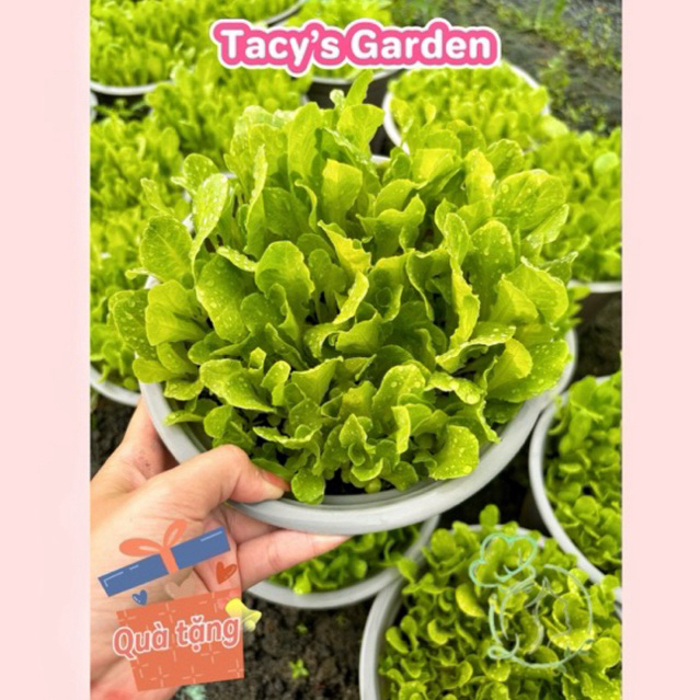 [ TẶNG CÂY CON ] Rau chậu con giống Xà lách TACY'S GARDEN 100% rau sạch ...