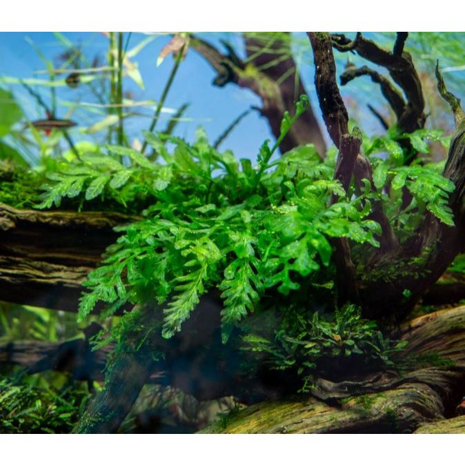 DƯƠNG XỈ CHÂU PHI THUỶ SINH LÙN XÒE | African Water Fern | Bolbitis ...