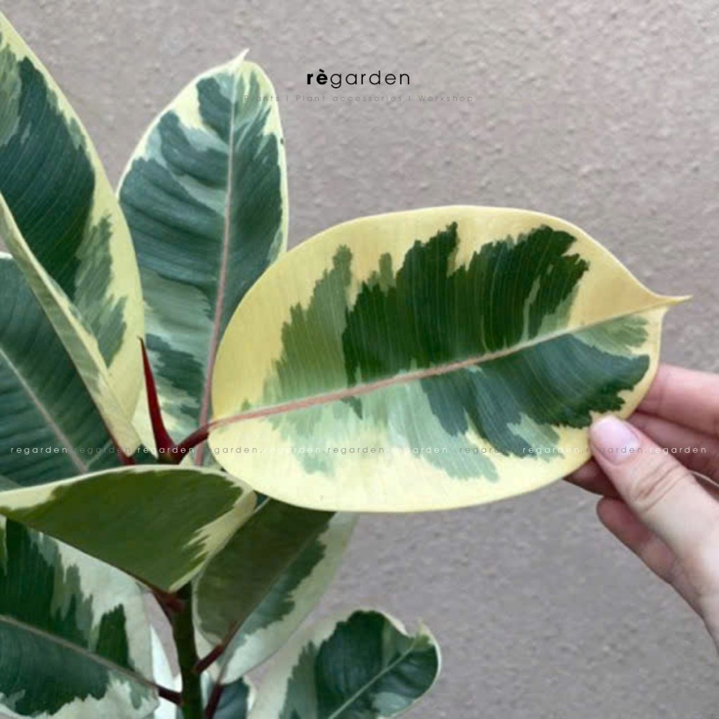 Cây Đa Cẩm Thạch - Ficus Elastica Var Lá Nhiều Màu Sắc | Shopee Việt Nam
