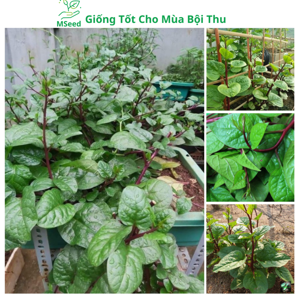 Hạt giống rau Mồng Tơi Tím (Tặng phân bón) dễ trồng năng suất cao ...