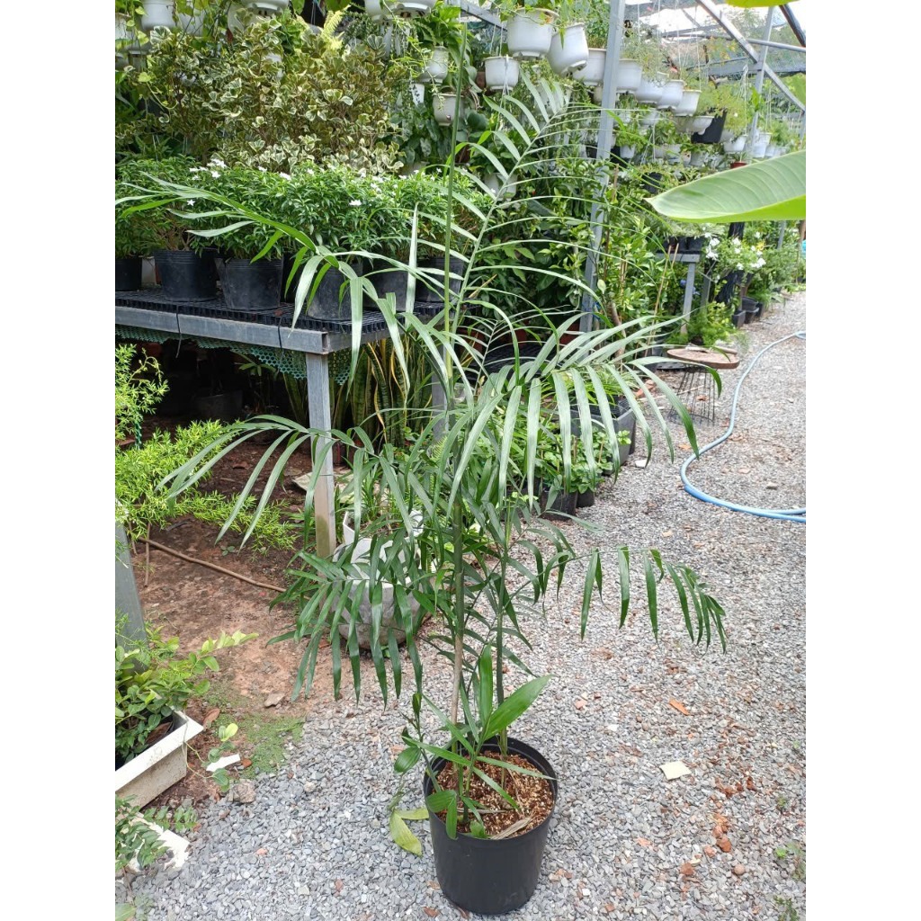 Cây cau Hawaii 1m (chỉ giao hỏa tốc HCM) | Shopee Việt Nam