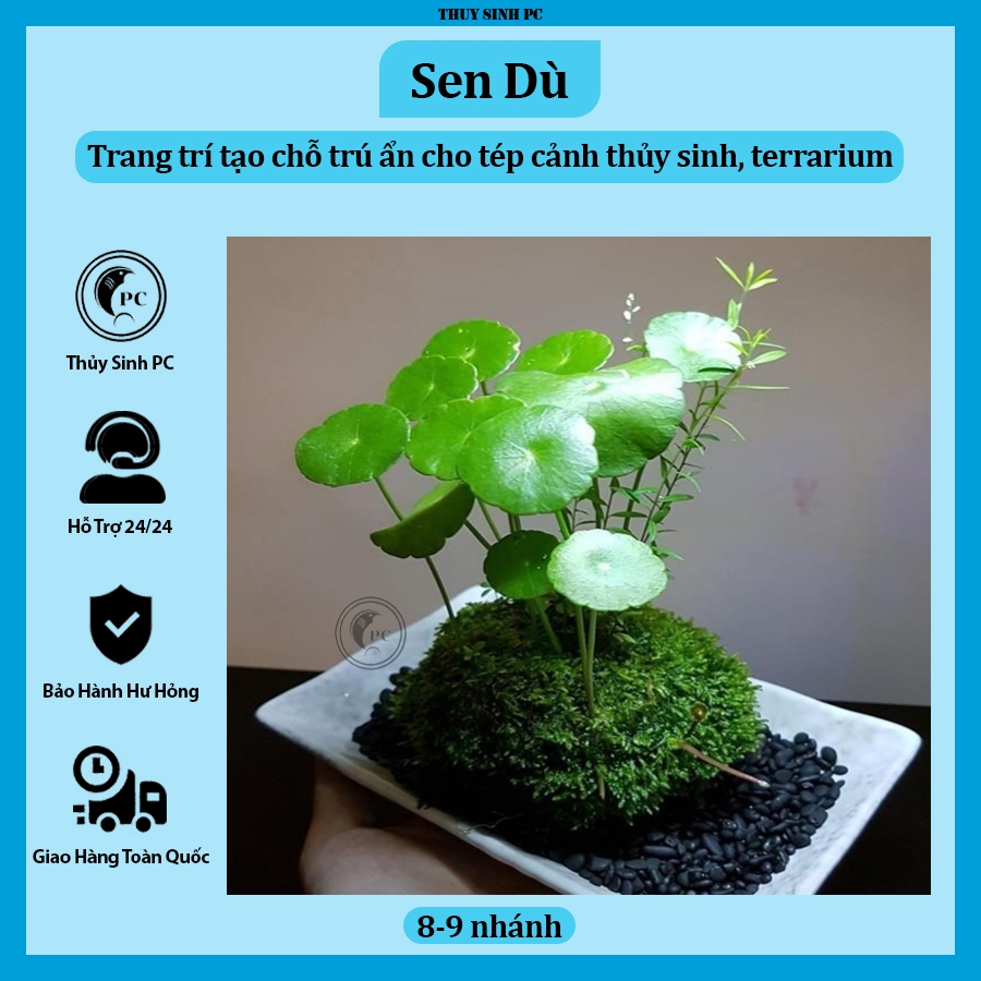 Cây thủy sinh Sen Dù trang trí hồ cá | Shopee Việt Nam