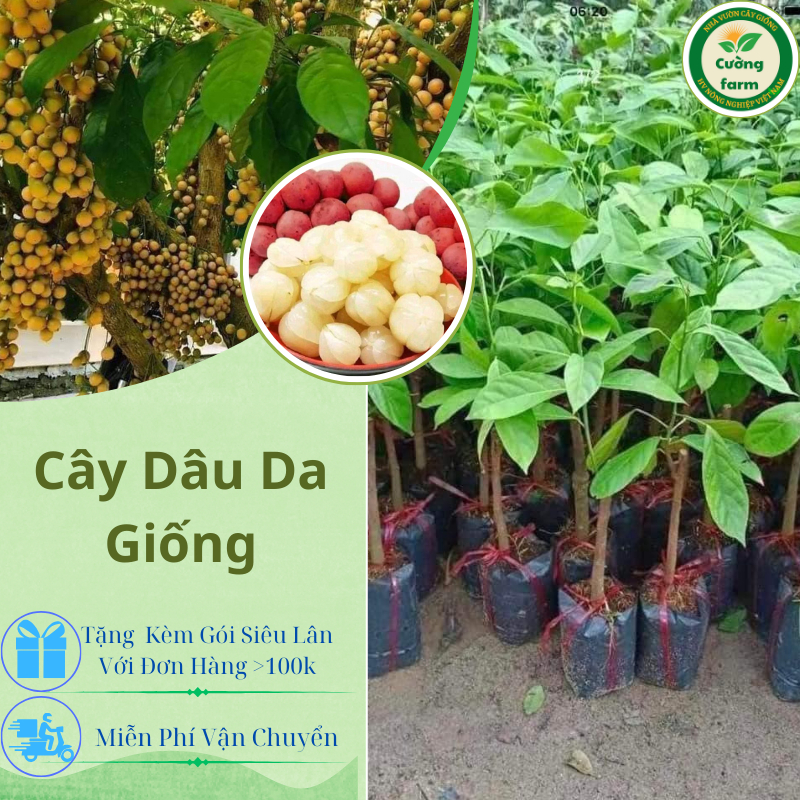 Cây dâu da giống (dâu da đất ) ghép cành cao 40-70 cm 1 năm ra quả ...