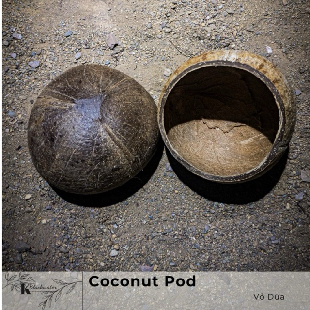 3/4 Coconut Pod|Vỏ Dừa |Trang trí bể Thủy Sinh,Biotope,BlackWater|Hang ...