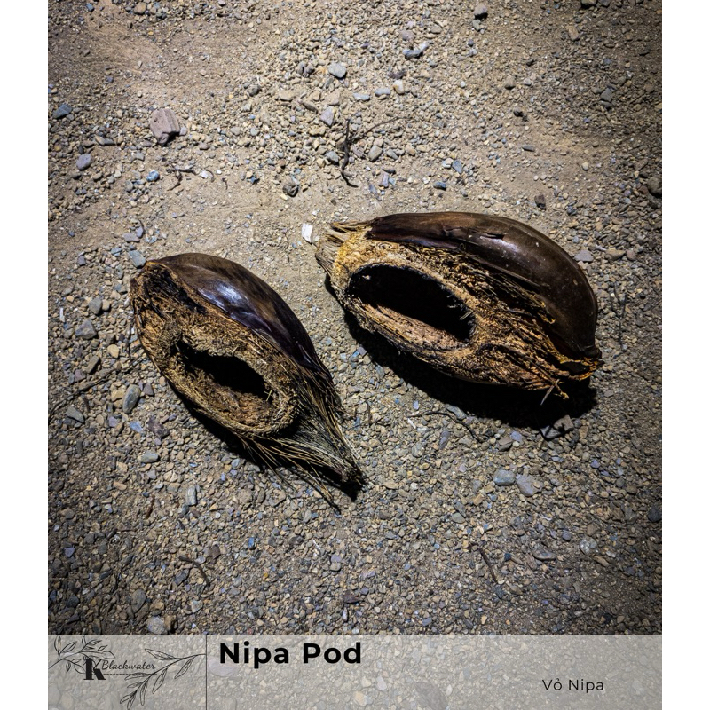 Nipa Pod|Quả Nipa|Trang trí bể Thủy Sinh,Biotope, BlackWater |Hang Trú ...