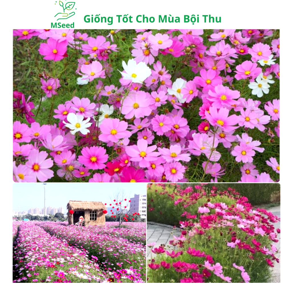 Hạt giống hoa Sao Nhái đủ màu (Tặng phân bón) cực dễ trồng- MSeed ...