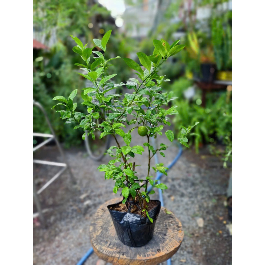 Cây chanh ta 50-60cm(chỉ giao hỏa tốc HCM) | Shopee Việt Nam