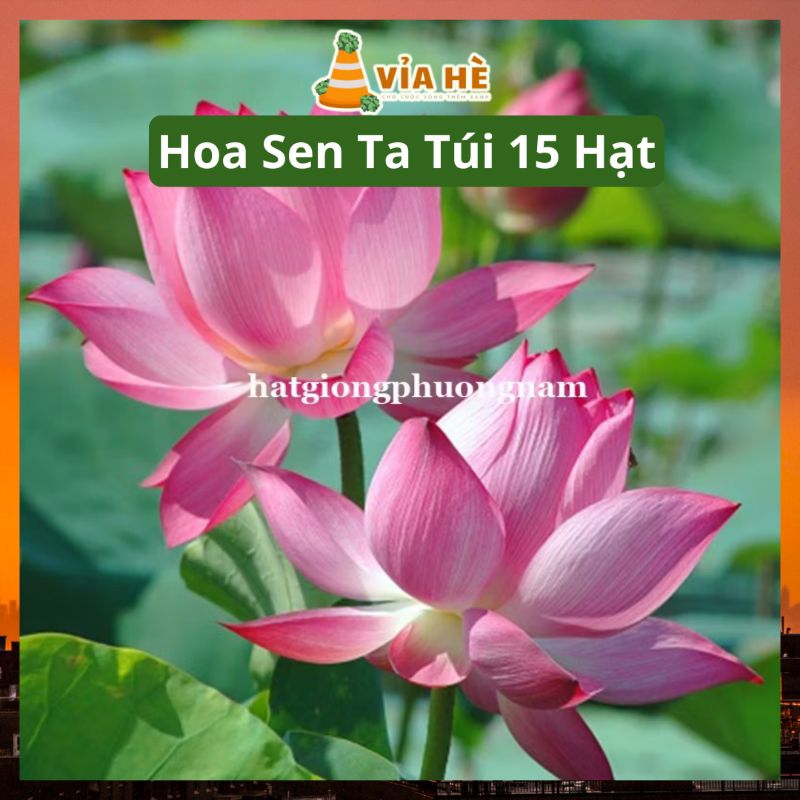 Hạt Hoa Sen Ta, Sen Hồng Việt Nam Túi 15 hạt | Shopee Việt Nam