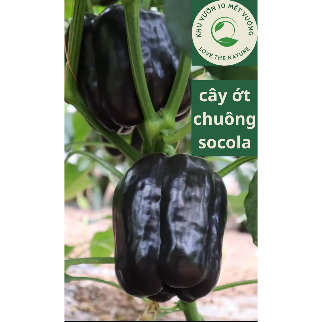 Cây giống ớt chuông socola - ớt chuông màu socola - chuẩn giống - bầu ...