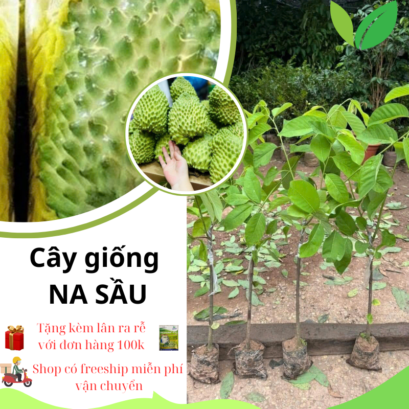 Cây Na Sầu Riêng ( cây na sầu riêng ghép, nhanh cho trái) | Shopee Việt Nam