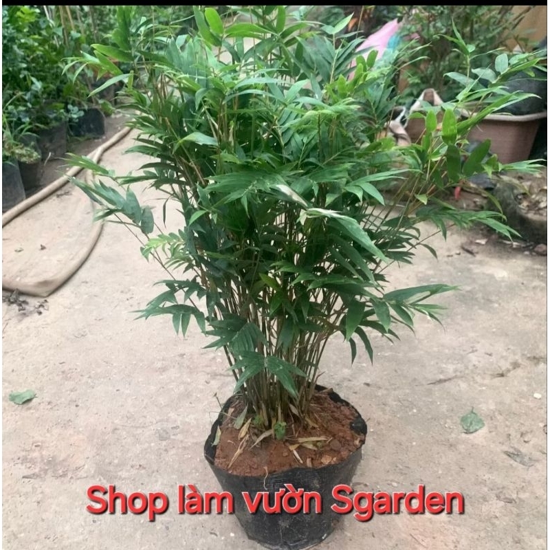 Cây trúc tăm, trúc tăm mini | Shopee Việt Nam