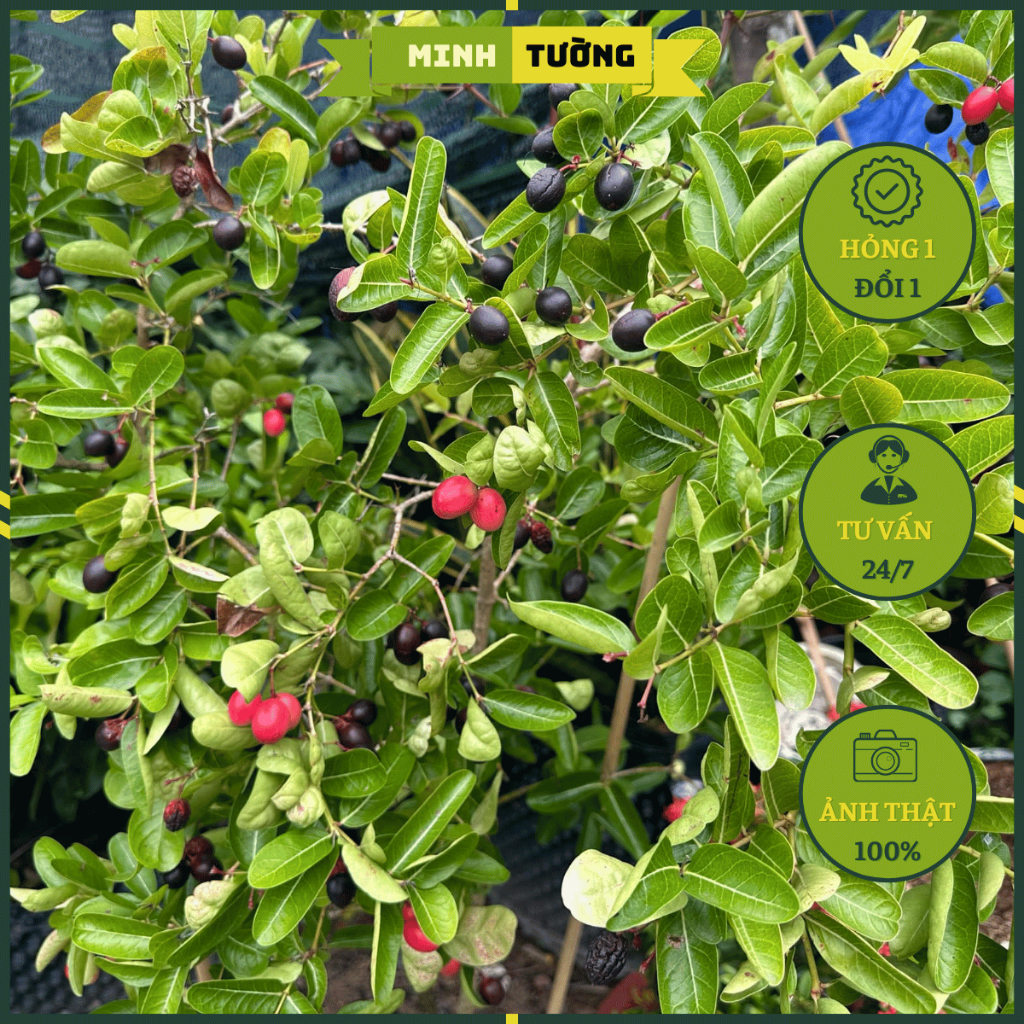 Cây Siro (Cây Si Rô) - Cây Cảnh Sân Vườn (Trái Ăn Được) | Shopee Việt Nam