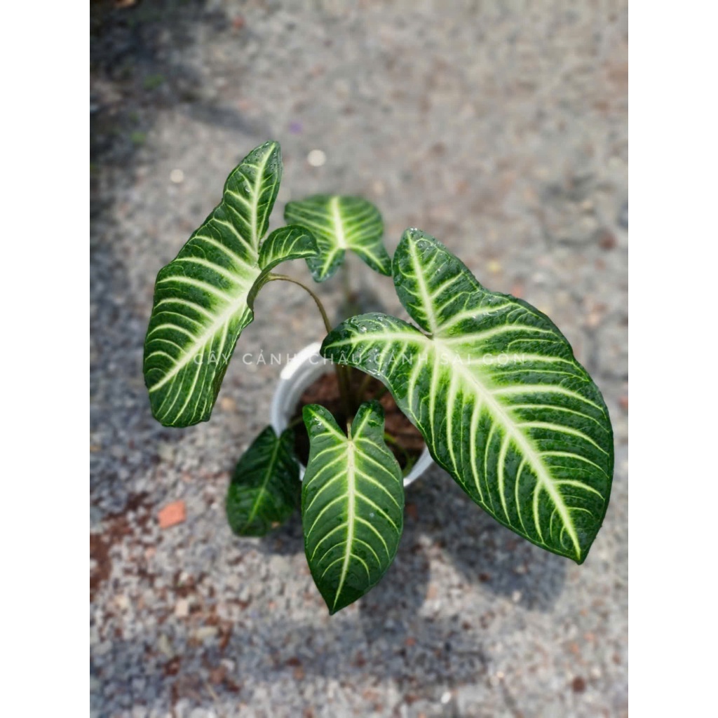 Cây caladium lindenii 25-30cm (chỉ giao hoả tốc HCM) | Shopee Việt Nam