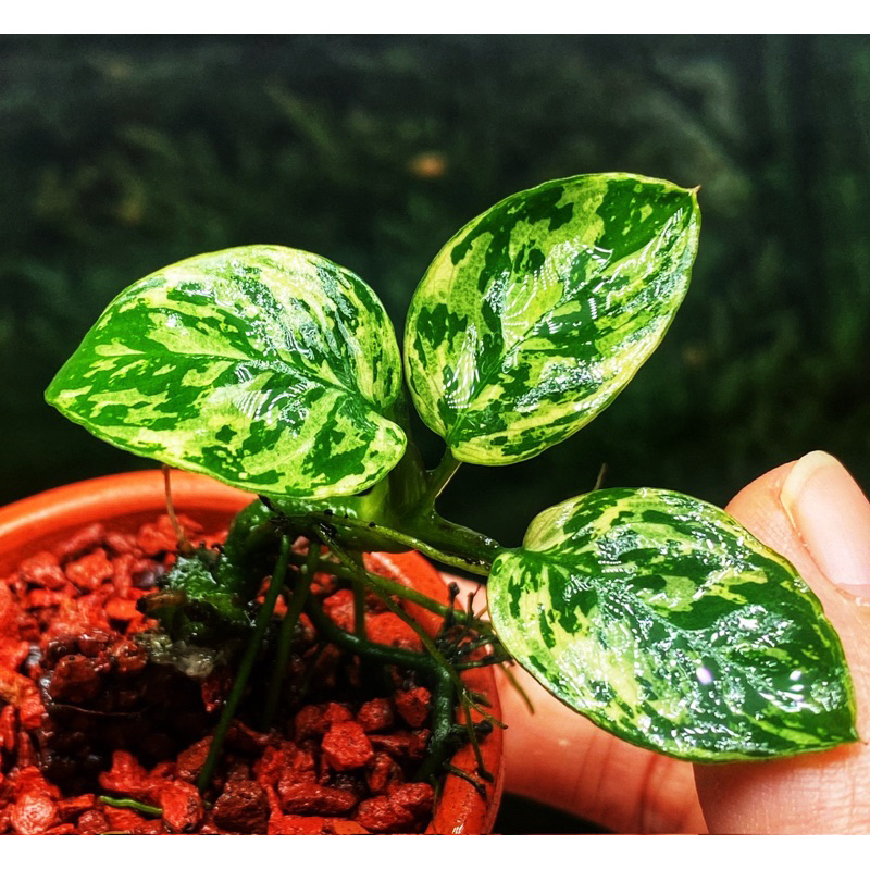 Ráy VarKing ( Anubias King Var ) | Shopee Việt Nam