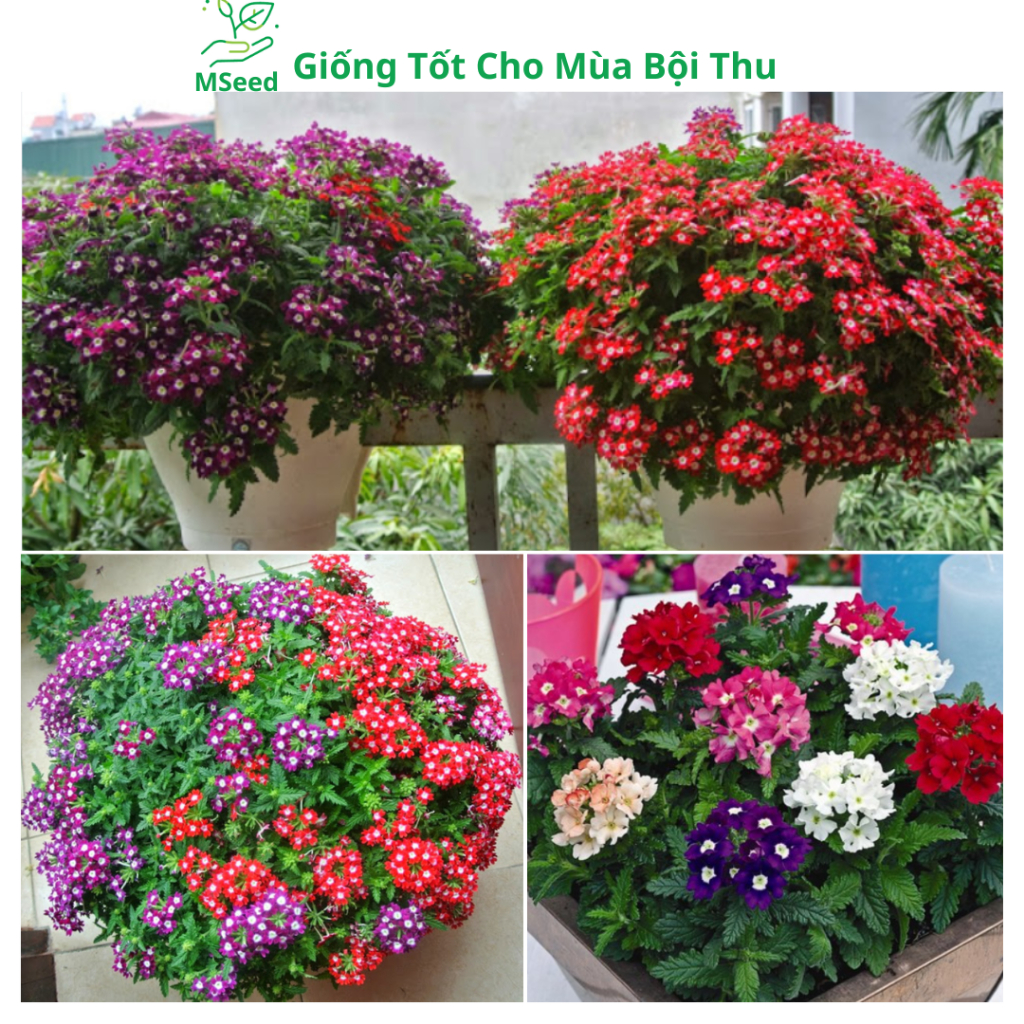 [300 Hạt] Hạt giống Hoa Cúc Indo nhiều màu (Tặng phân bón), dễ trồng ...