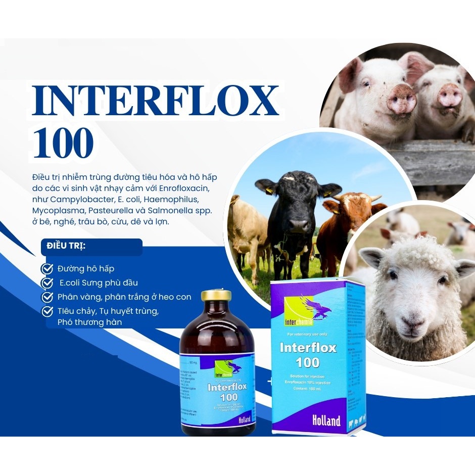 Thuốc thú y Interchemie INTERFLOX 100 50/100ml trị hô hấp tiêu hóa trên ...