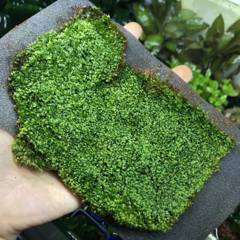 thảm rêu mini fiss - trải nền , lót nền trang trí bể cá , bể thùy sinh ...