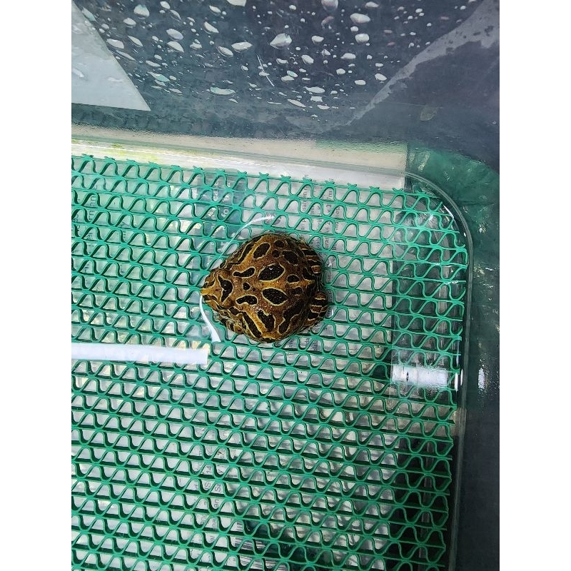 Tấm lót chuồng cho ếch pacman 20x20 cm | Shopee Việt Nam