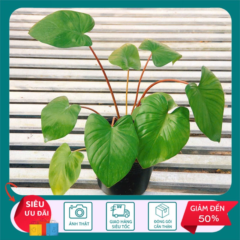 Cây Thiên Niên Kiện - Cây cảnh trang trí - STCX86 | Shopee Việt Nam