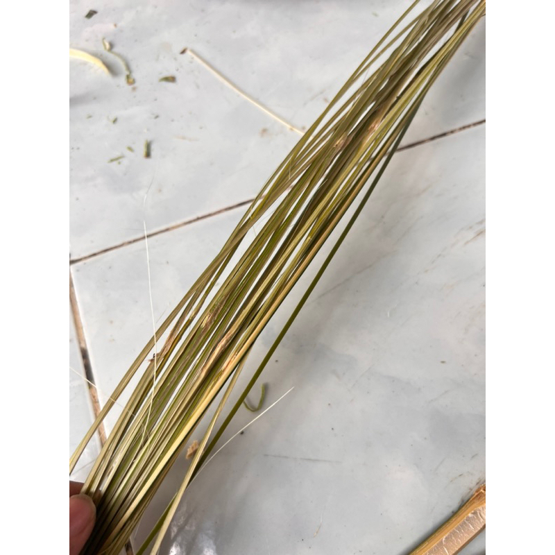 nan tre trúc làm lồng đèn( 10 cọng 1m) | Shopee Việt Nam