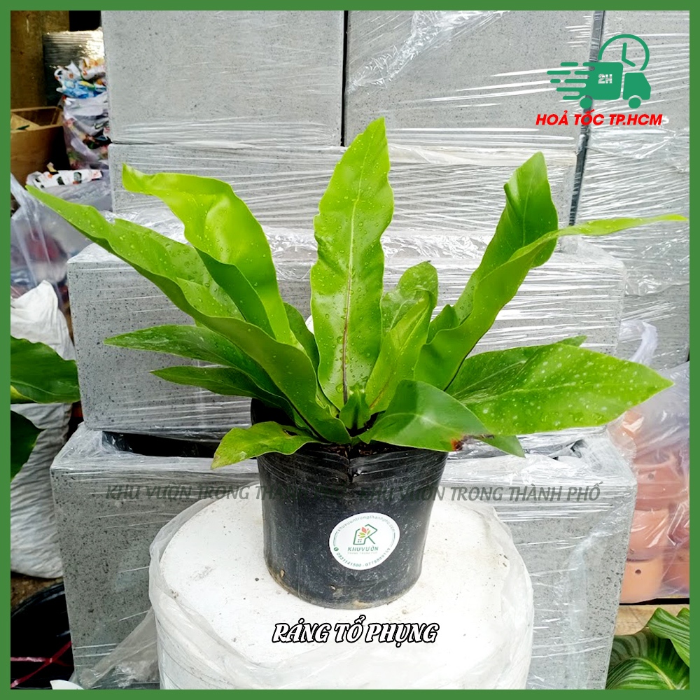 Cây ráng tổ phụng, ráng ổ phụng (trồng nơi râm mát) | Shopee Việt Nam