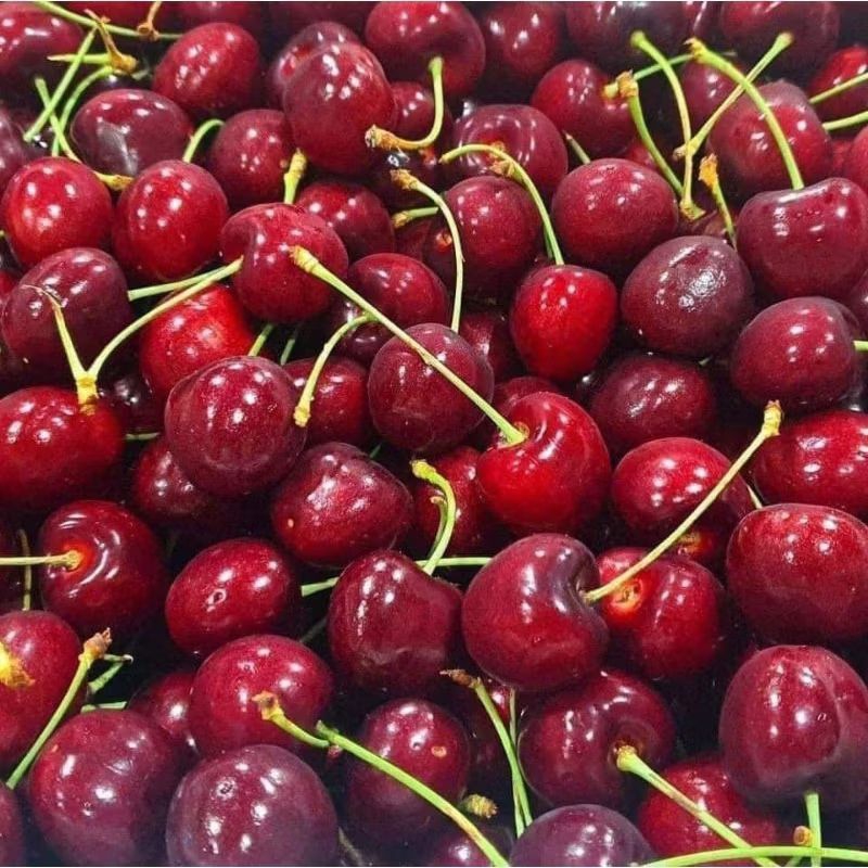 Cây cherry | Shopee Việt Nam