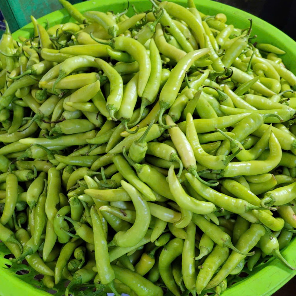 ỚT SỪNG XANH HUẾ CHÍNH GỐC- MẮM HUẾ O HÀ | Shopee Việt Nam