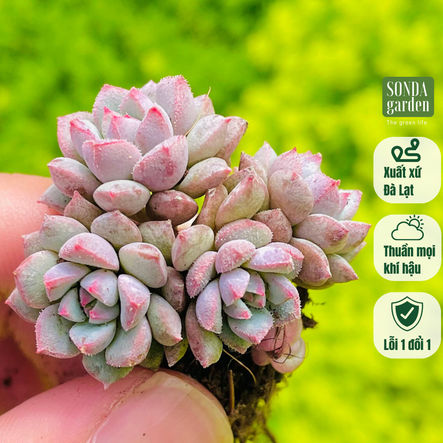 Sen đá dù xanh 5 cây size mini 2.5-4cm SONDA GARDEN, cây cảnh trang trí ...
