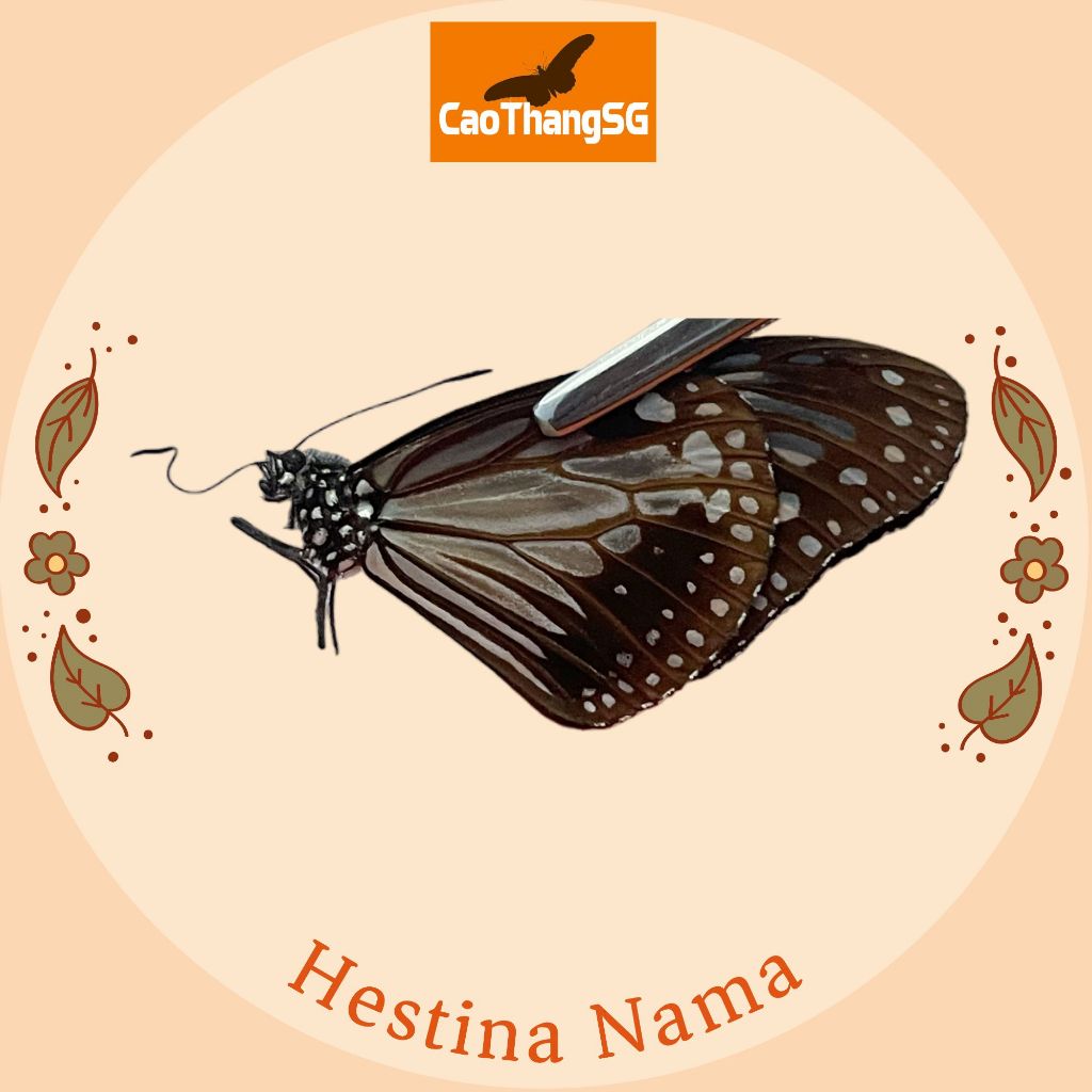 Tiêu Bản Bướm - Hestina Nama | Shopee Việt Nam