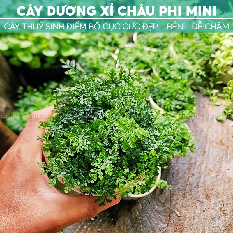 Dương Xỉ Châu Phi Mini | Cây Trang Trí Cho Bể Bán Cạn, Tetrarium, Điểm ...