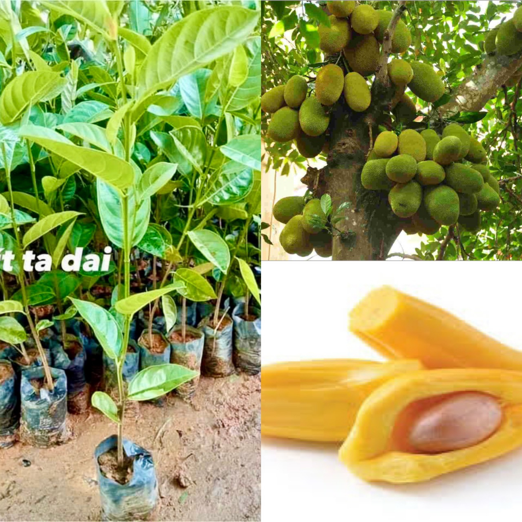 Cây giống mít dai ta, Mít Mật Siêu Ngọt ( chuẩn giống F1) KVT Hạt Giống ...