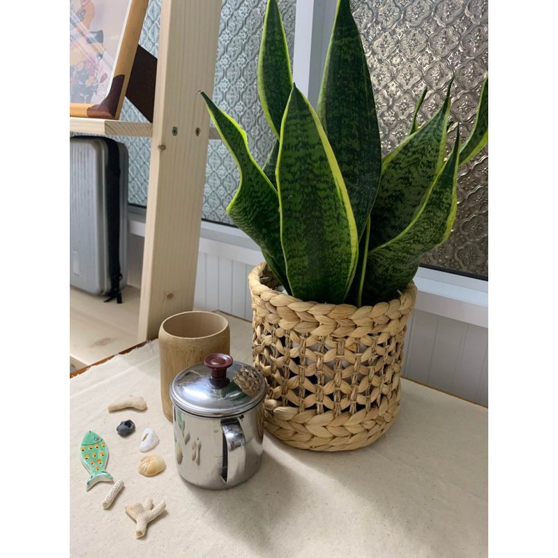 Set 2c giỏ mini siêu xinh để trồng cây giả, để đồ | Shopee Việt Nam