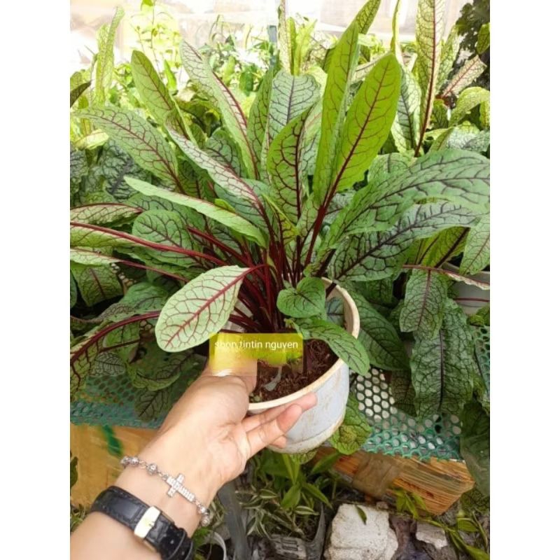 Cây giống rau chua gân đỏ, red sorrel, hình chụp tại vườn, giao hỏa tốc ...