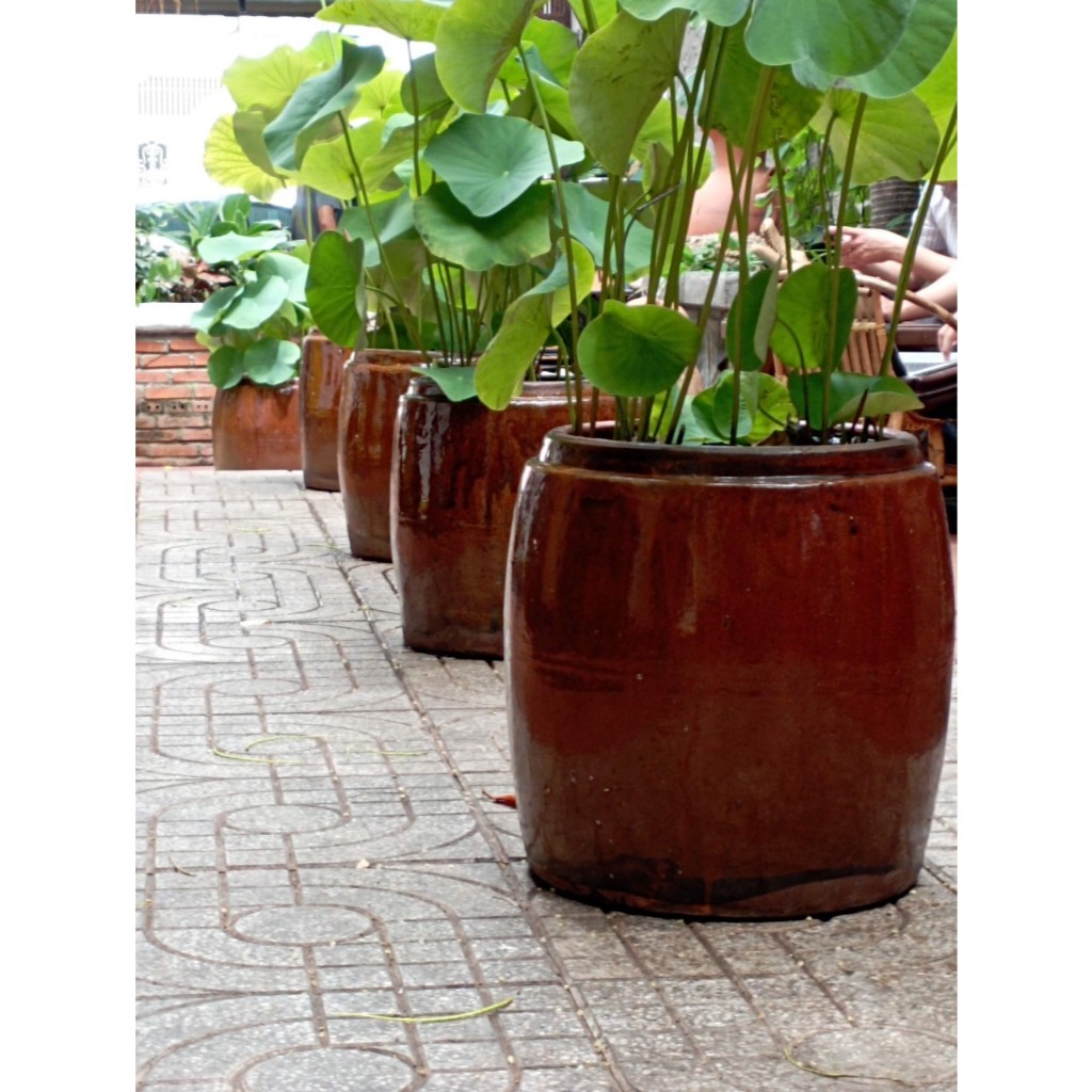 Lu trồng Sen. chậu trồng sen. chậu cây thủy sinh | Shopee Việt Nam