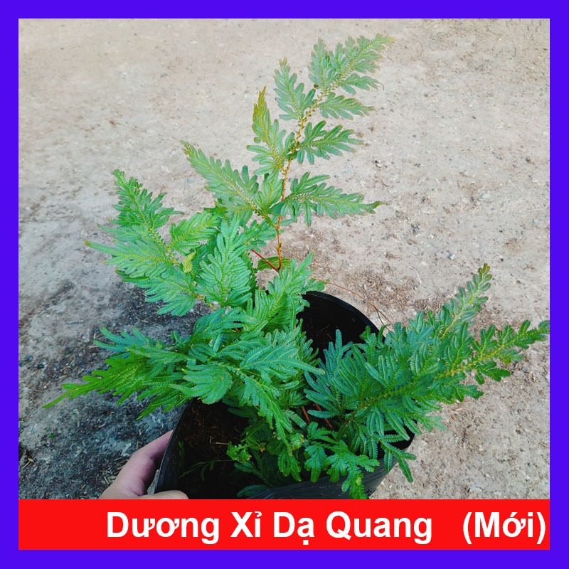 Cây Dương Xỉ Dạ Quang (Giống Mới) cây cảnh trang trí trong nhà | Shopee ...