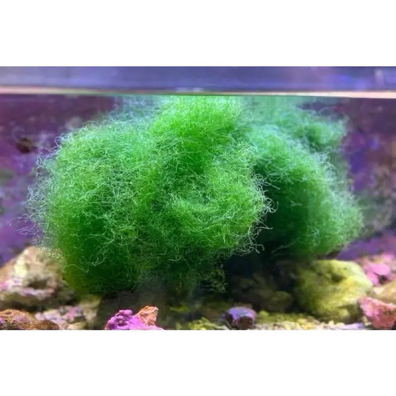 Rong cheato cho bể refugium hoặc lò rong chaeto giúp giảm NO3, PO4 và ...