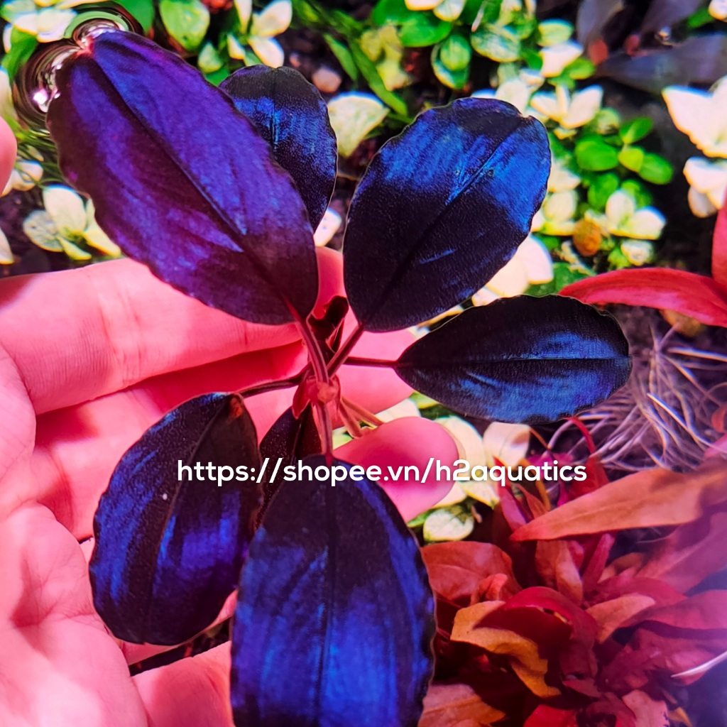 Cây Bucep Shine Blue Classic lá nước - màu đẹp blue ánh tím bóng điểm ...