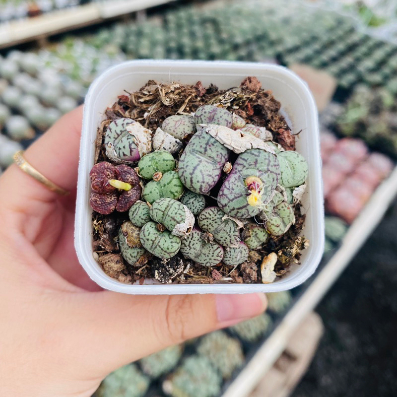 Cono vằn - thuộc dòng Lithops, nhiều đầu chung gốc | Shopee Việt Nam