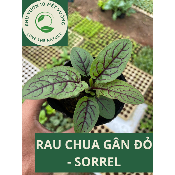 Cây giống Rau Chua Gân Đỏ - Sorrel - rau ăn lá - vị chua, thanh - nhanh ...