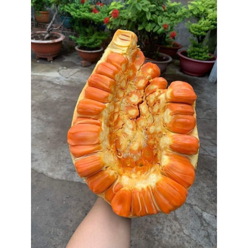 Cây mít đỏ indo | Shopee Việt Nam